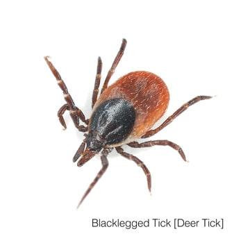 Ticks and Lyme Disease in Minnesota: Symptoms, Prevention, and ...